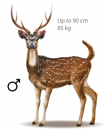 Chital deer store